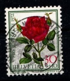 1972 - PJ / Rosen / Papa Meilland (Gebraucht) in Schaffhausen für CHF 0 ...