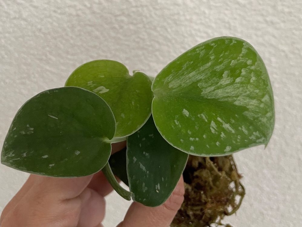 Scindapsus silver ann Ableger (Gebraucht) in Zürich für CHF 5 – mit ...