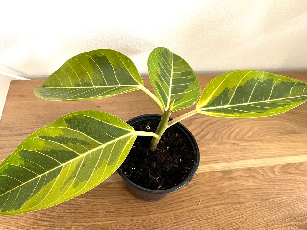 Ficus Altissima | Kaufen auf Ricardo