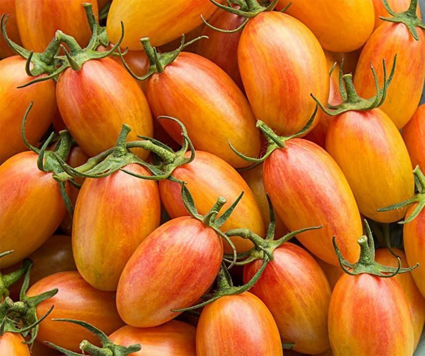 Tomate Artisan Blush Tiger - 10 Samen | Kaufen auf Ricardo