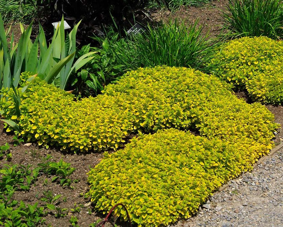 Origan doré 'Aureum' RARE 4x (Neuf (Voir description)) à Bremblens pour ...