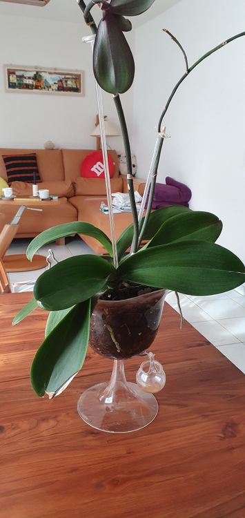 Orchideenvase/Topf (Gebraucht) in Wuppenau für CHF 30 – nur Abholung auf Ricardo kaufen
