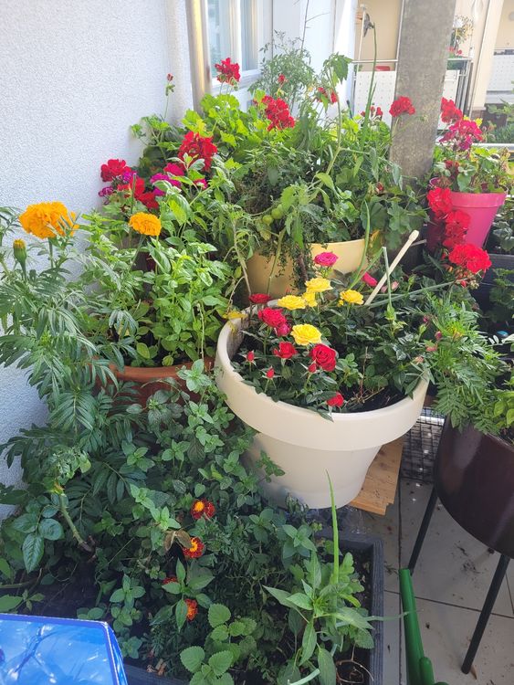 Topfpflanzen Fr Den Balkon