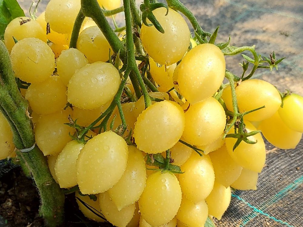 Tomate 💛 Barry's Crazy Cherry, Massenträger, 10 Bio Samen (Neu und ...