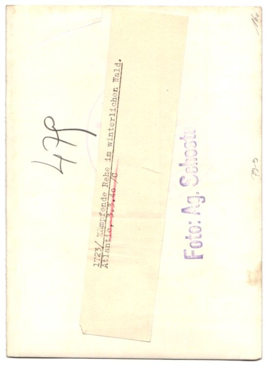 Fotografie Atlantic, Rehe kämpfen im ve (Gebraucht) in Berlin für CHF ...