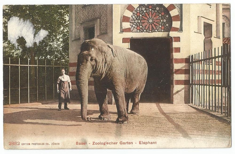 ** POSTKARTE: BASLER ZOO-ELEFANT MIT WÄRTER 1906 ** (Gebraucht) in Heimenschwand für CHF 6 – mit ...