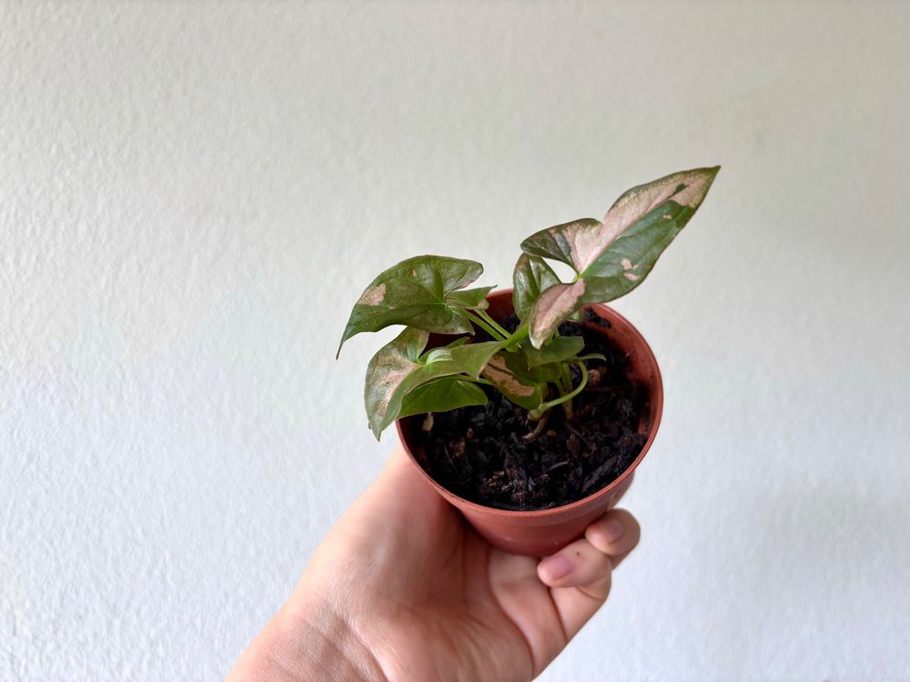 Syngonium Red Spot/ Pink Splash | Kaufen auf Ricardo