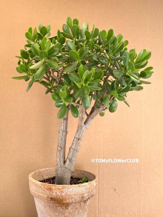Crassula Ovata (Geldbaum) - Jungpflanze für Dich (Neu (gemäss ...