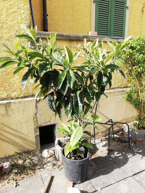 MISPEL Baum (Gebraucht) in Dottikon für CHF 66 – nur Abholung auf ...