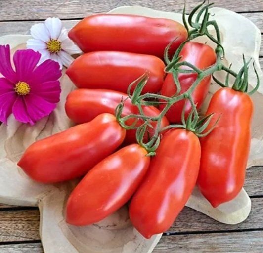 San Marzano Samen