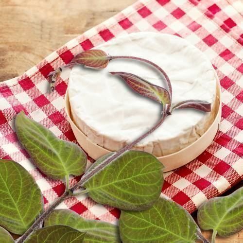 Plante au goût de Camembert RARE (Neu (gemäss Beschreibung)) in ...