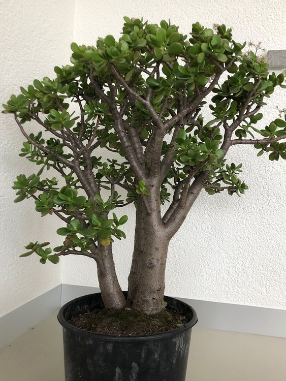 Geldbaum (Crassula ovata) | Kaufen auf Ricardo