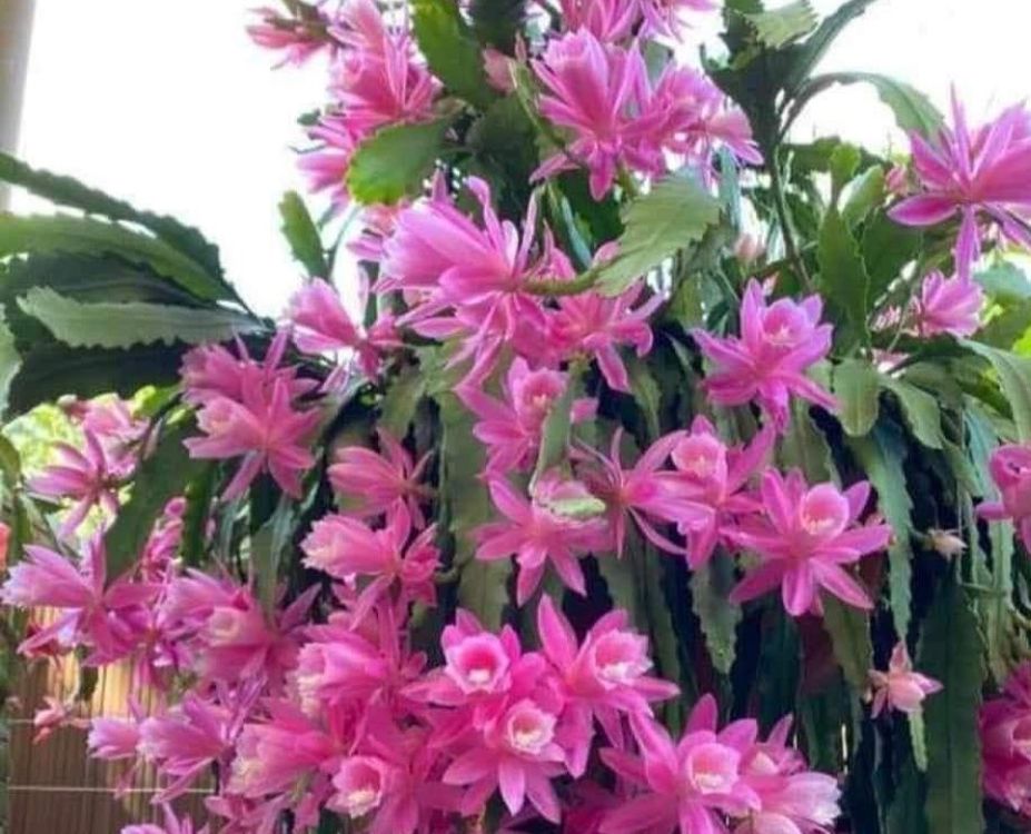 Epiphyllum „Disocactus Phyllanthoides“ Blattkaktus Epicactus (Gebraucht ...