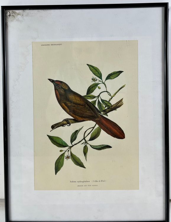 Farblithographie vogel (Gebraucht) in Neuhausen am Rheinfall für CHF 10 – mit Lieferung auf ...