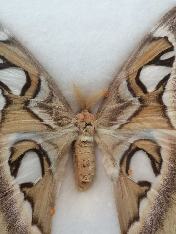 Attacus Atlas Atlasspinner aus Indien Weibchen (Gebraucht) in Zürich ...