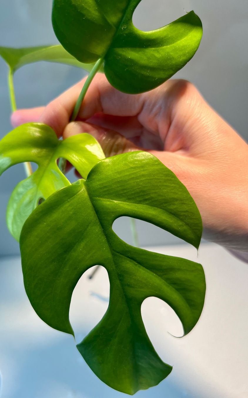 Monstera minima Steckling (kräftig bewurzelt) (Gebraucht) in Glattpark ...