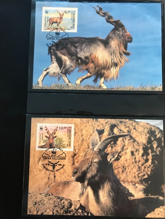 Usbekistan 1995 WWF Satz Schraubenziege Maximumkarten (Neu (gemäss Beschreibung)) in Liestal für ...
