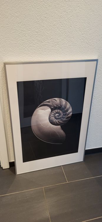 Bild | Kaufen auf Ricardo