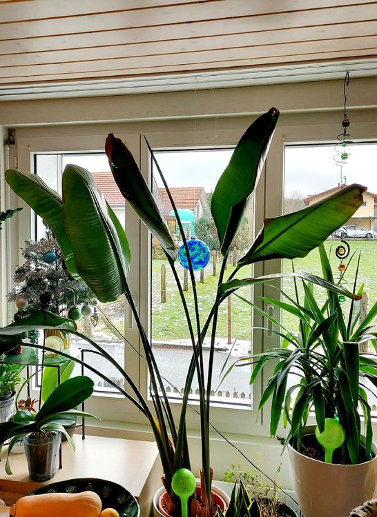 Paradiesvogelblume / Strelitzie (alba) (Gebraucht) in Koppigen für CHF 25 – nur Abholung auf ...