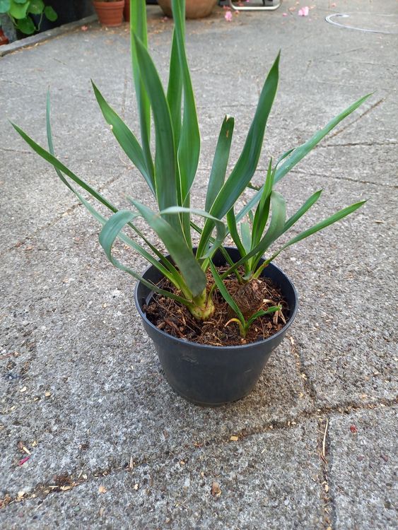 Yucca filomentosa, hitzefeste Gartenpflanze, essbare Blüten (Gebraucht ...