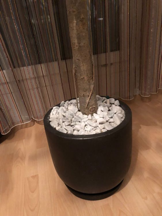 Ficus Baum Benjamin | Kaufen auf Ricardo