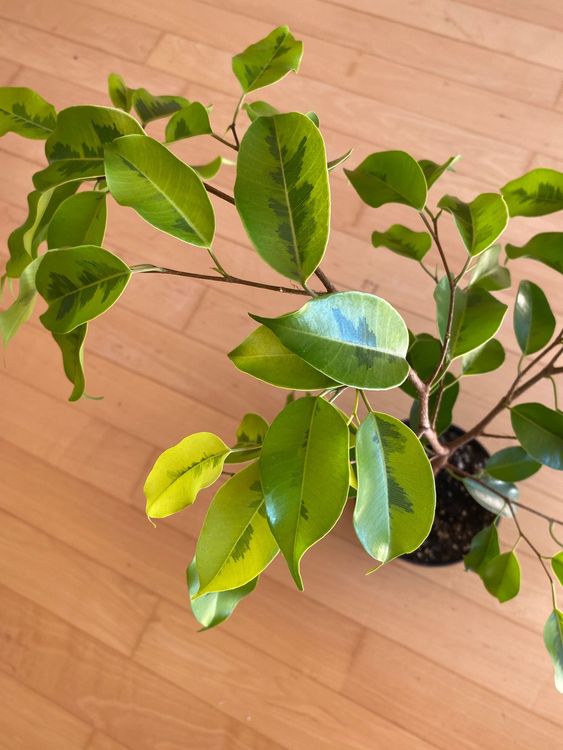 Ficus Golden Monique (Neu (gemäss Beschreibung)) in Malans GR für CHF ...