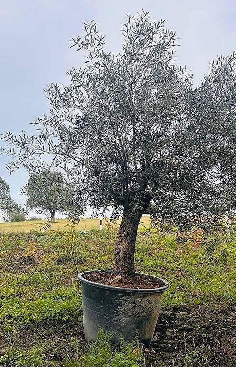 Olivenbaum "Indiv II" winterhart | Kaufen auf Ricardo
