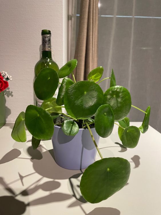 Pilea (money plant, UFO plant) with pot (Neu (gemäss Beschreibung)) in ...