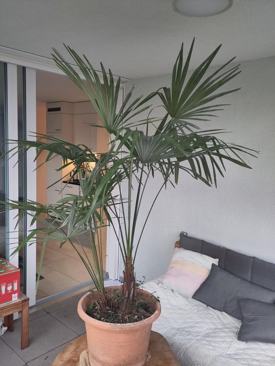 Zwei Tessiner Palmen im Topf (Gebraucht) in Zürich für CHF 23 – nur ...