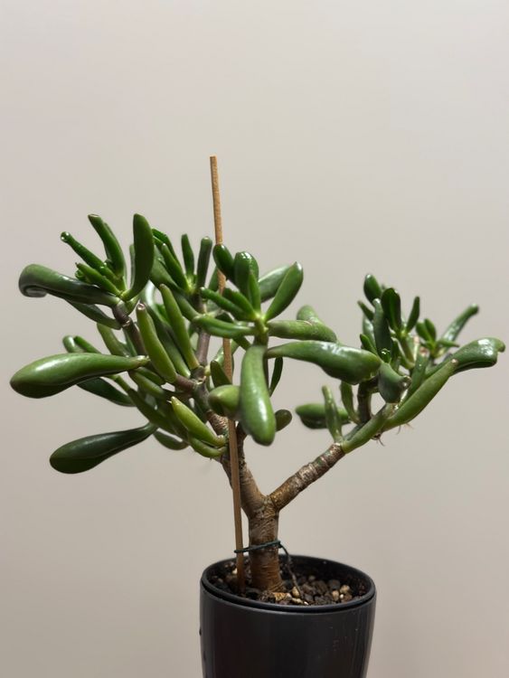 Kleiner Crassula Ovata Geldbaum - Gollum (Gebraucht) in Zürich für CHF ...