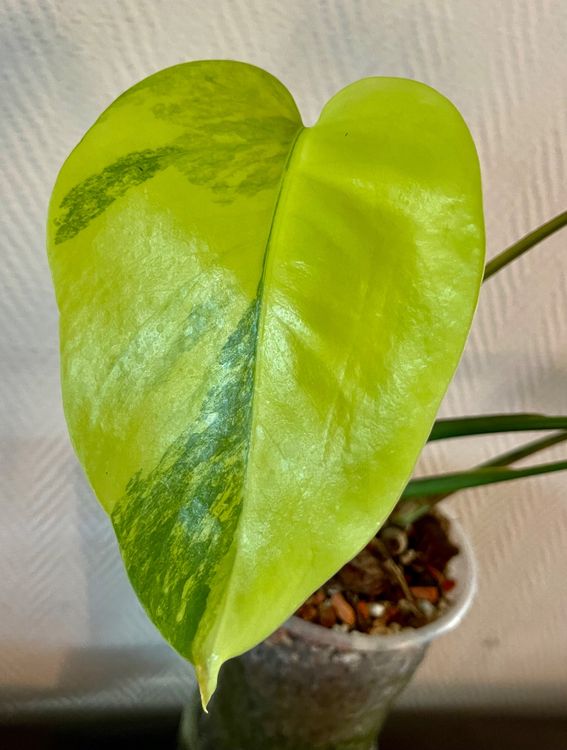 Monstera tricolor small form | Kaufen auf Ricardo