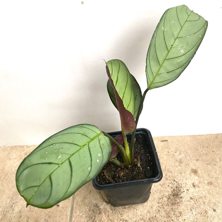 Calathea Burle Marxii Amagris (Neu und originalverpackt) in Adliswil ...