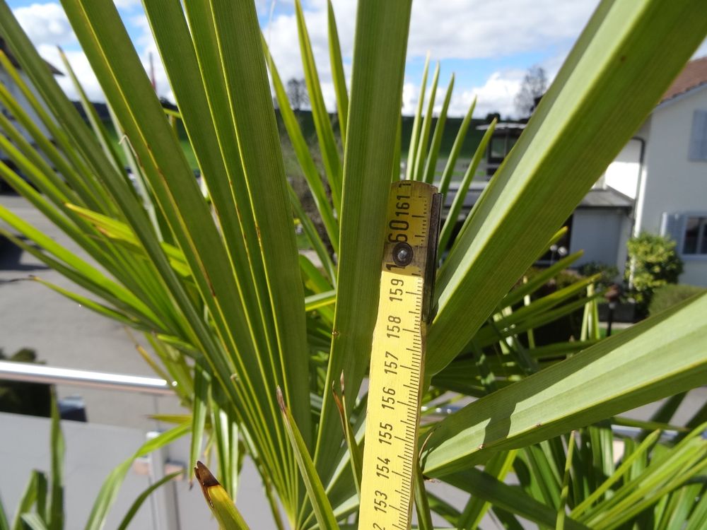 Palme | Kaufen auf Ricardo