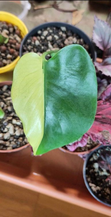 Monstera Variegata (neon Lime) | Kaufen auf Ricardo