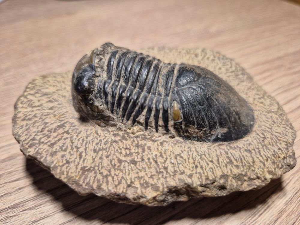 Trilobite fossile authentique sur matrice (D'occasion) à Sugnens pour ...