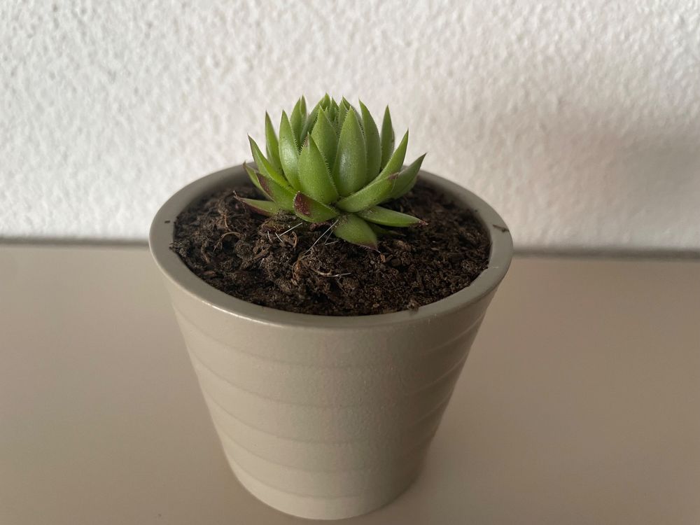 Sukkulente, Dach-Hauswurz, Ableger (Gebraucht) in Oensingen für CHF 3 – nur Abholung auf Ricardo ...