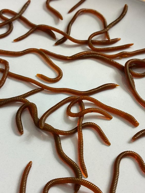 25 Satoshi Futanari Gummiwürmer - lebensecht - 10 CM - neu (Neu (gemäss ...