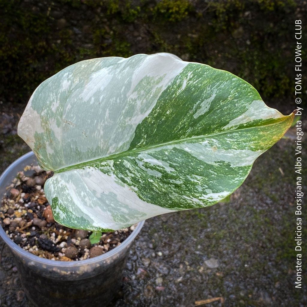 Monstera Deliciosa Variegata Samen