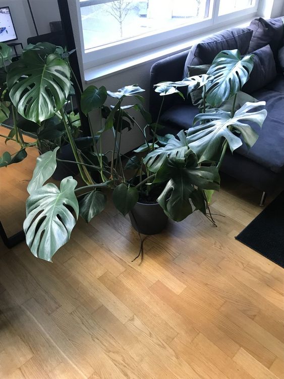 Zimmerpflanze grosse Monstera Ikea (Gebraucht) in für CHF 61 – nur ...