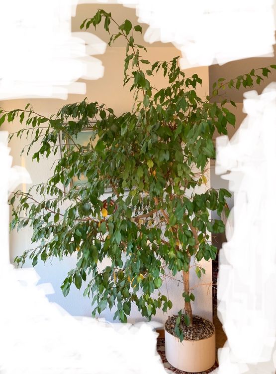 Ficus benjamina Baum ca. 2m gross | Kaufen auf Ricardo