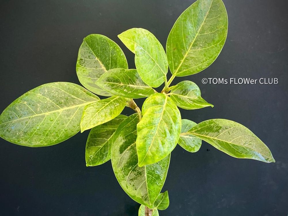 Ficus Altissima Aurea Variegata - STECKLING | Kaufen auf Ricardo