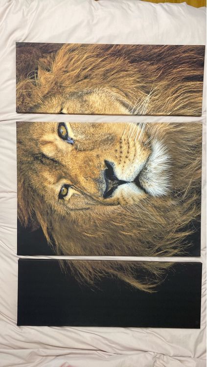 Löwenbild auf Leinwand (Neu (gemäss Beschreibung)) in Arnegg für CHF 30 – mit Lieferung auf ...