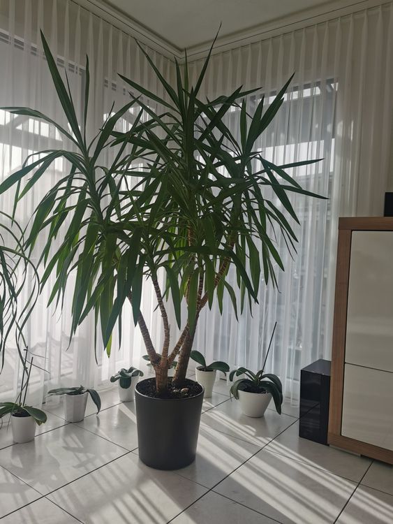 Yucca Palme Inkl Topf Kaufen Auf Ricardo