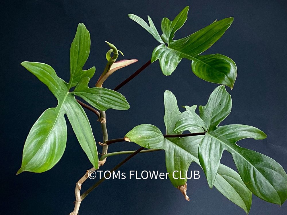 Philodendron Pedatum | Kaufen auf Ricardo