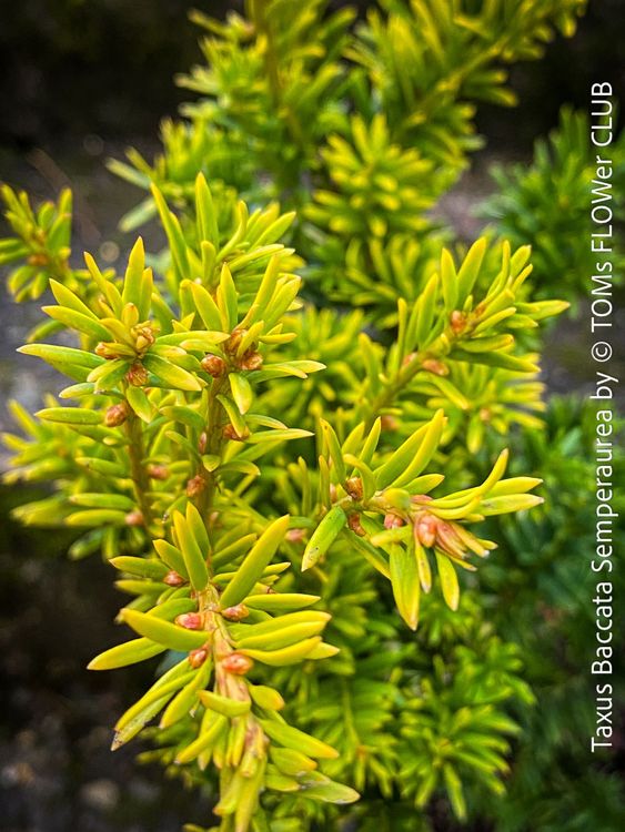 Taxus Baccata Semperaurea - goldene Eibe für Deinen Garten (Neu und ...
