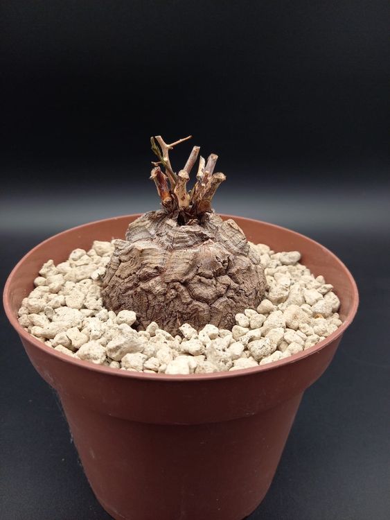 Caudexpflanze: Testudinaria / Dioscorea elephantipes (Neu (gemäss ...