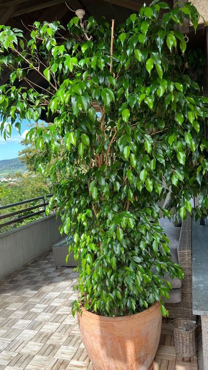Ficus Benjamini | Kaufen auf Ricardo