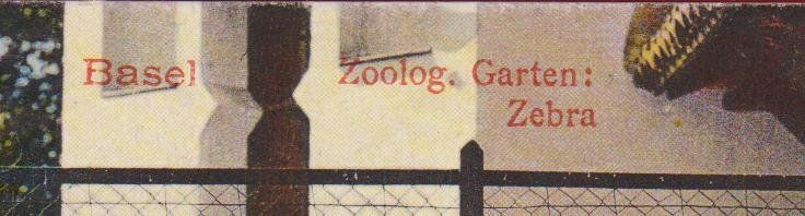 Basel - Zoologischer Garten mit Zebra , alte AK um 1920 (Gebraucht) in Vitznau für CHF 7 – mit ...