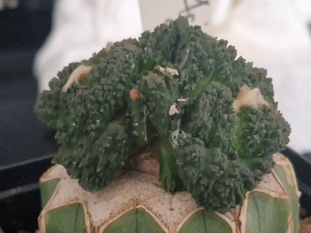 Ariocarpus cv. Green Coral (Supergodzilla) Traum Selektion | Kaufen auf ...