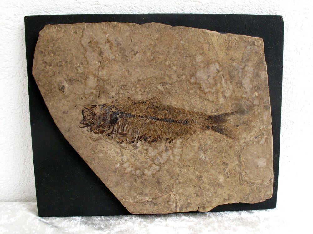 KNOCHENFISCH Fisch Versteinerung Fossil aus Wyoming USA | Acheter sur ...